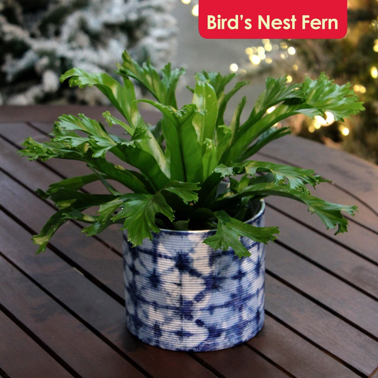 Garden Center Specials | The Bruce Company of Wisconsin, Inc.