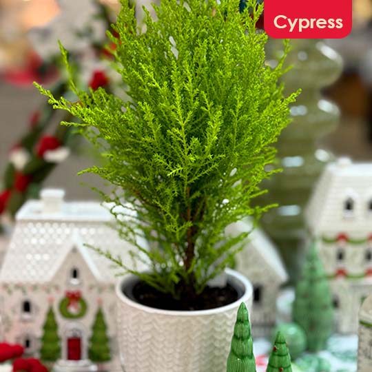 Garden Center Specials | The Bruce Company of Wisconsin, Inc.