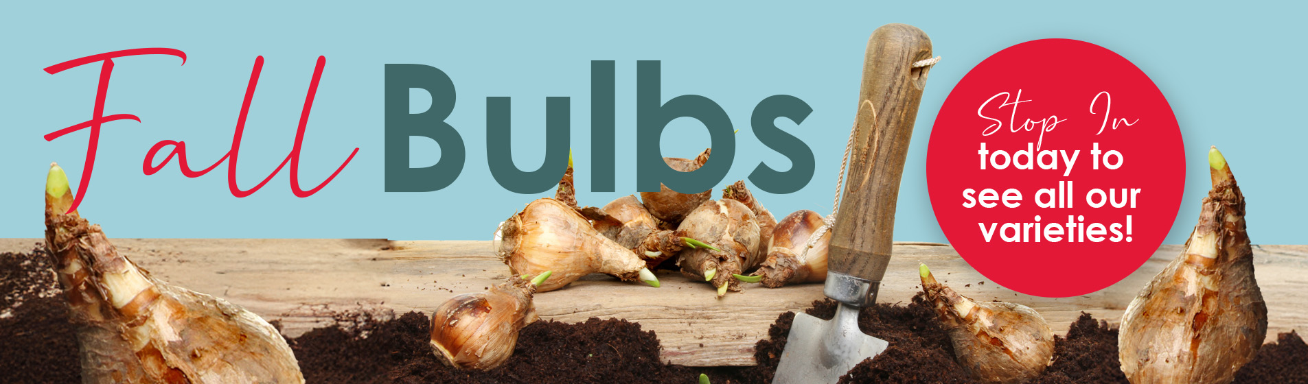 Fall Bulbs - The Bruce Company - Middleton WI