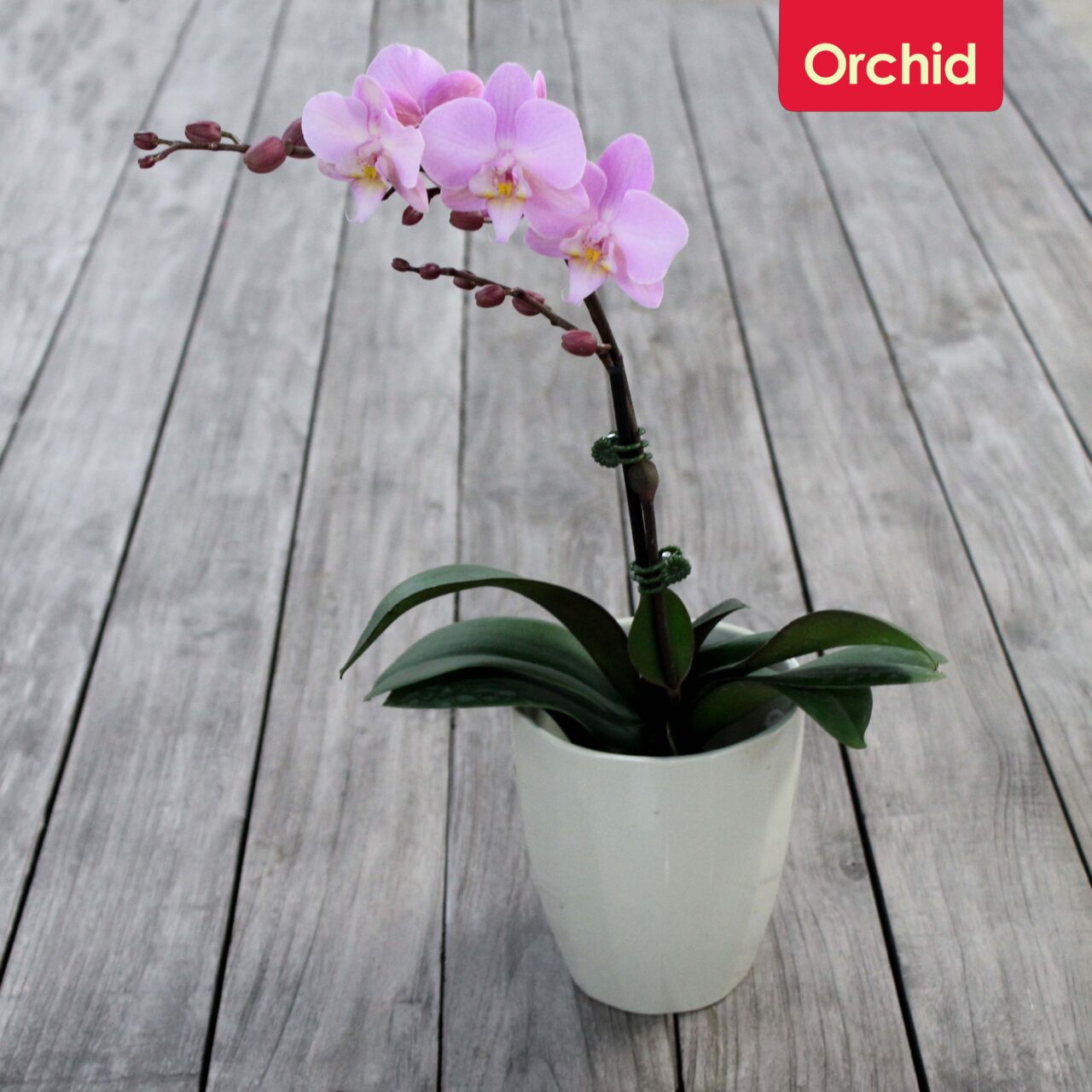 Garden Center Specials | The Bruce Company of Wisconsin, Inc.
