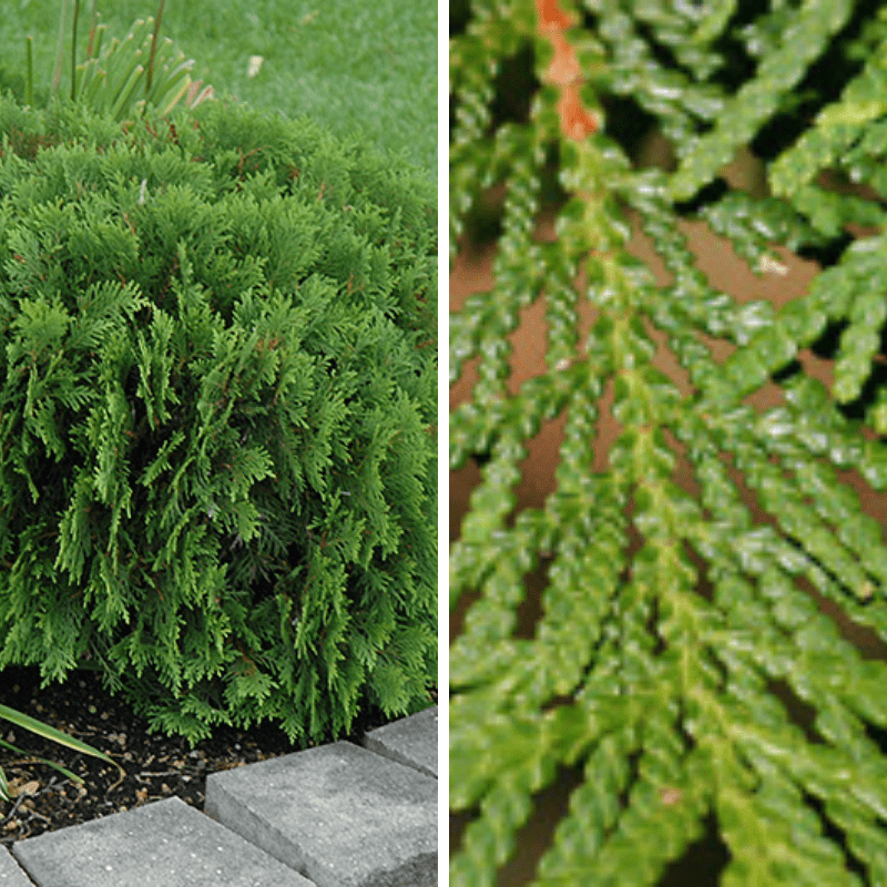 Evergreen Shrubs For Wisconsin